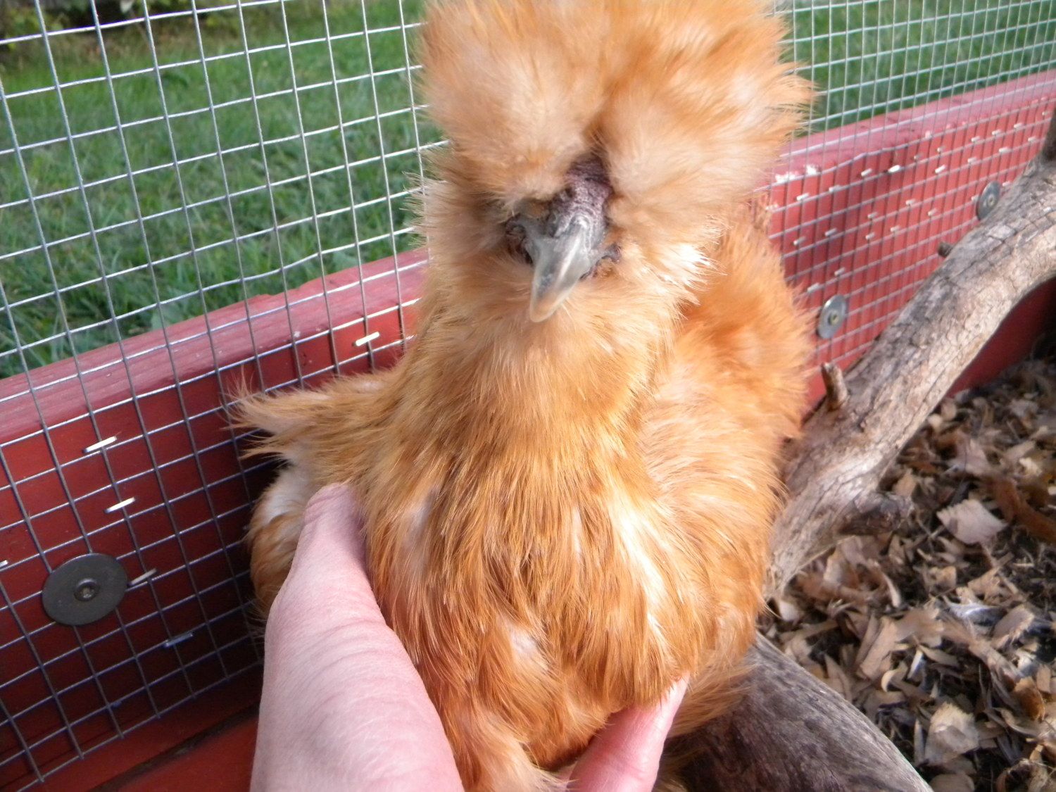 23 week old silkie-- roo or pellet? | BackYard Chickens - Learn How to ...