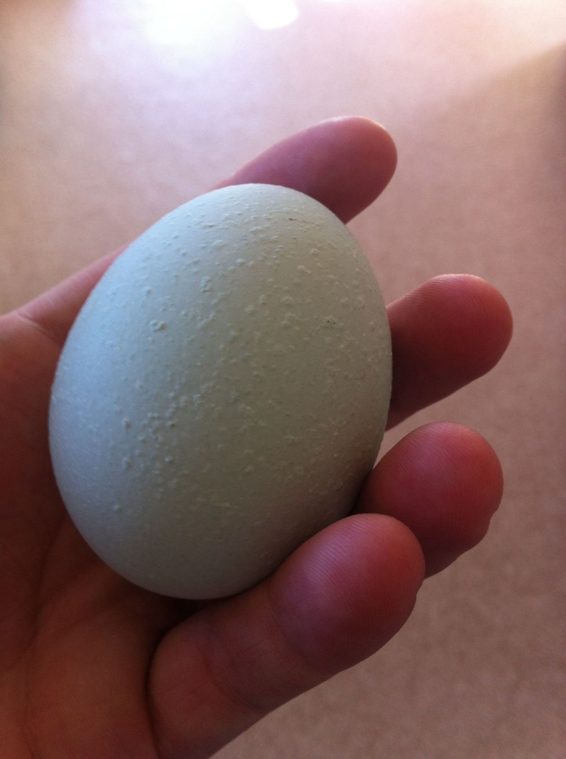 Blue egg with weird texture???? | BackYard Chickens - Learn How to ...