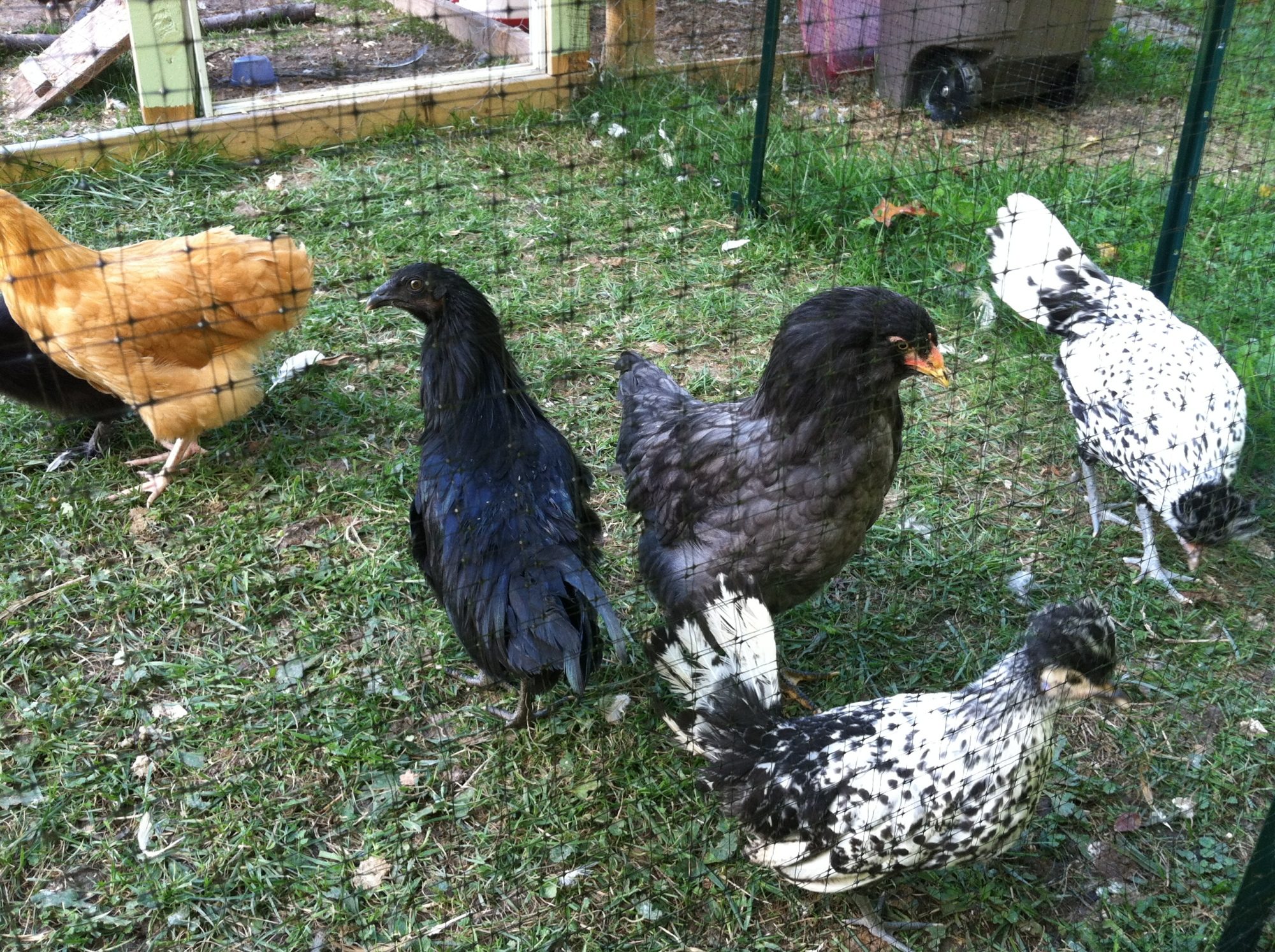 Chicken Breed Identification. Need help with Breed Identification.