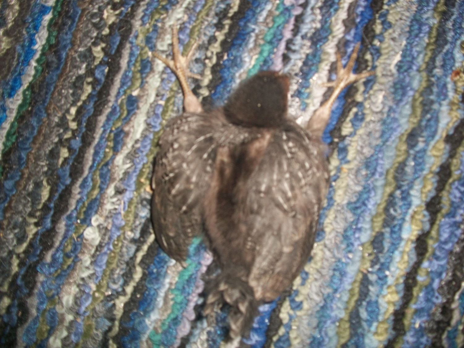 4-5 week old chick legs sticking foward | BackYard Chickens - Learn How ...