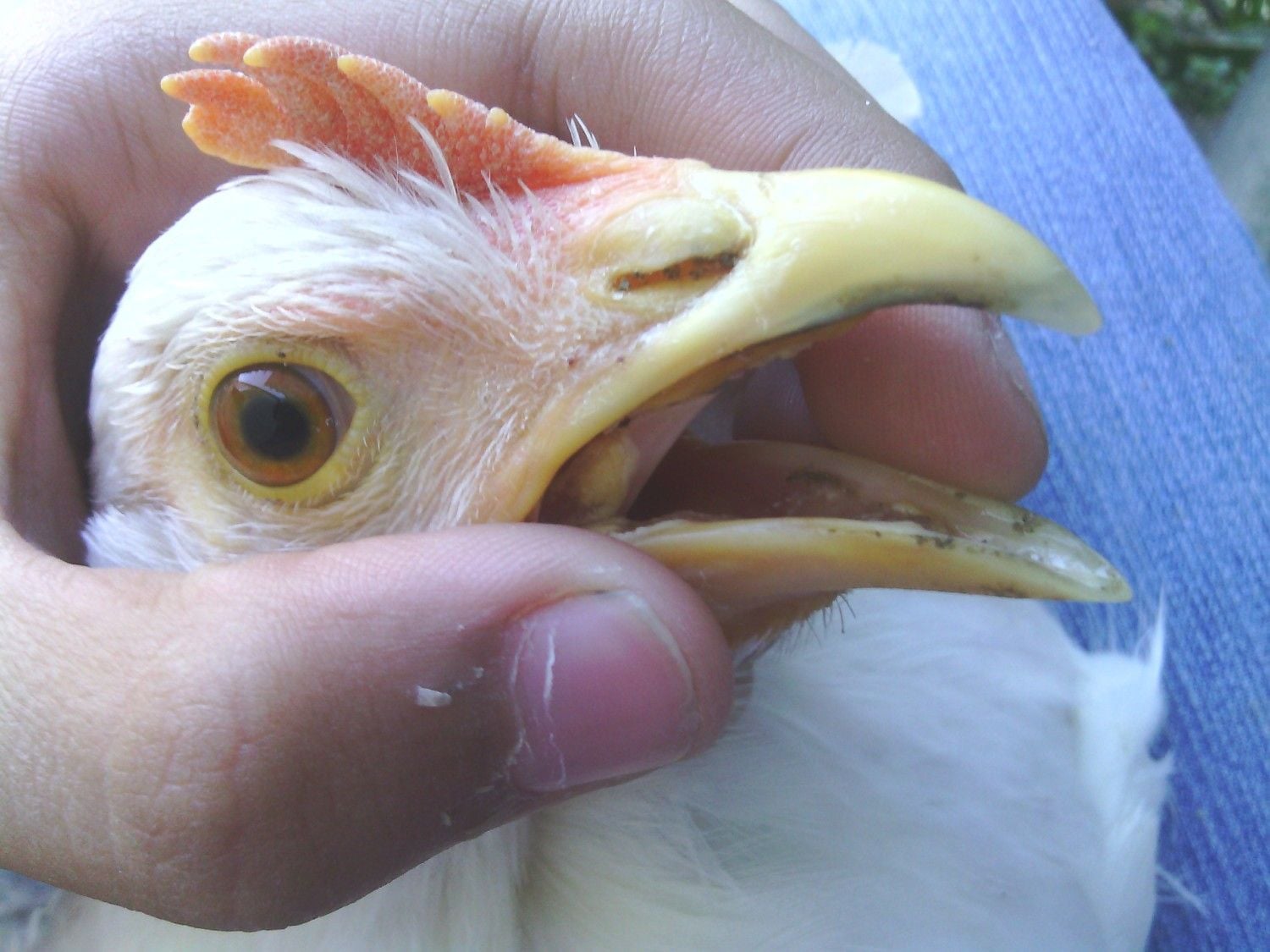 My chicken has weird yellow gunk in her mouth! Is this canker ...