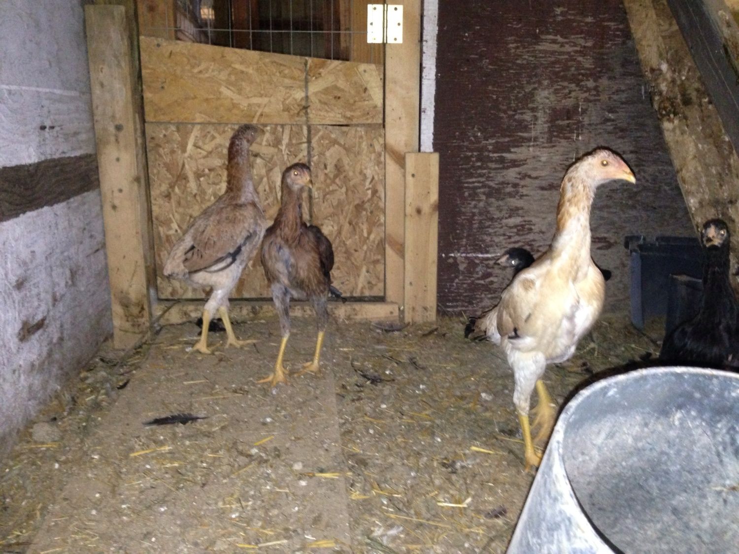 Asil, Shamo and Spanish gamefowl | BackYard Chickens - Learn How to ...