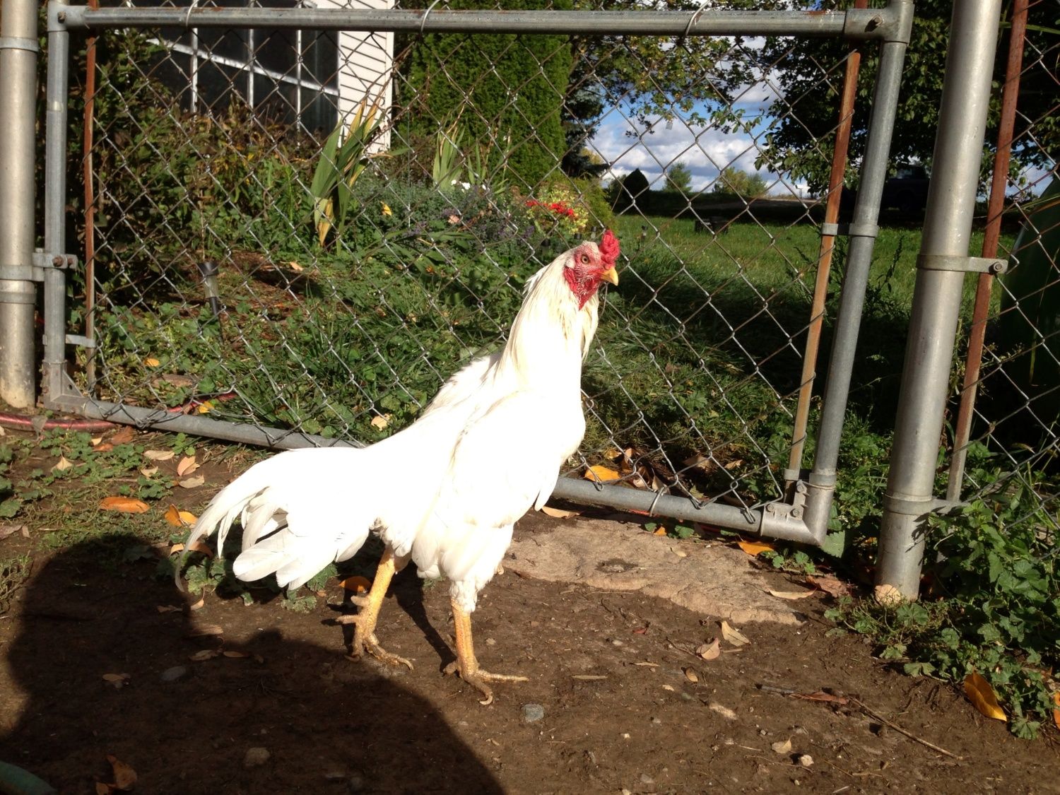 Asil, Shamo and Spanish gamefowl | BackYard Chickens - Learn How to ...