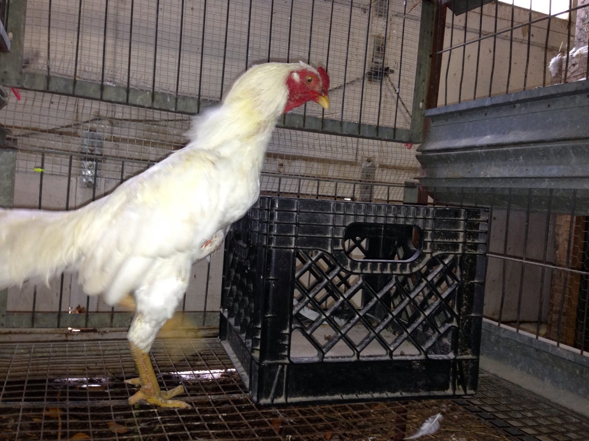 Asil, Shamo and Spanish gamefowl | BackYard Chickens - Learn How to ...