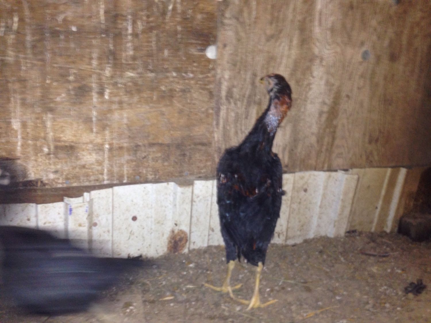 Asil, Shamo and Spanish gamefowl | BackYard Chickens - Learn How to ...