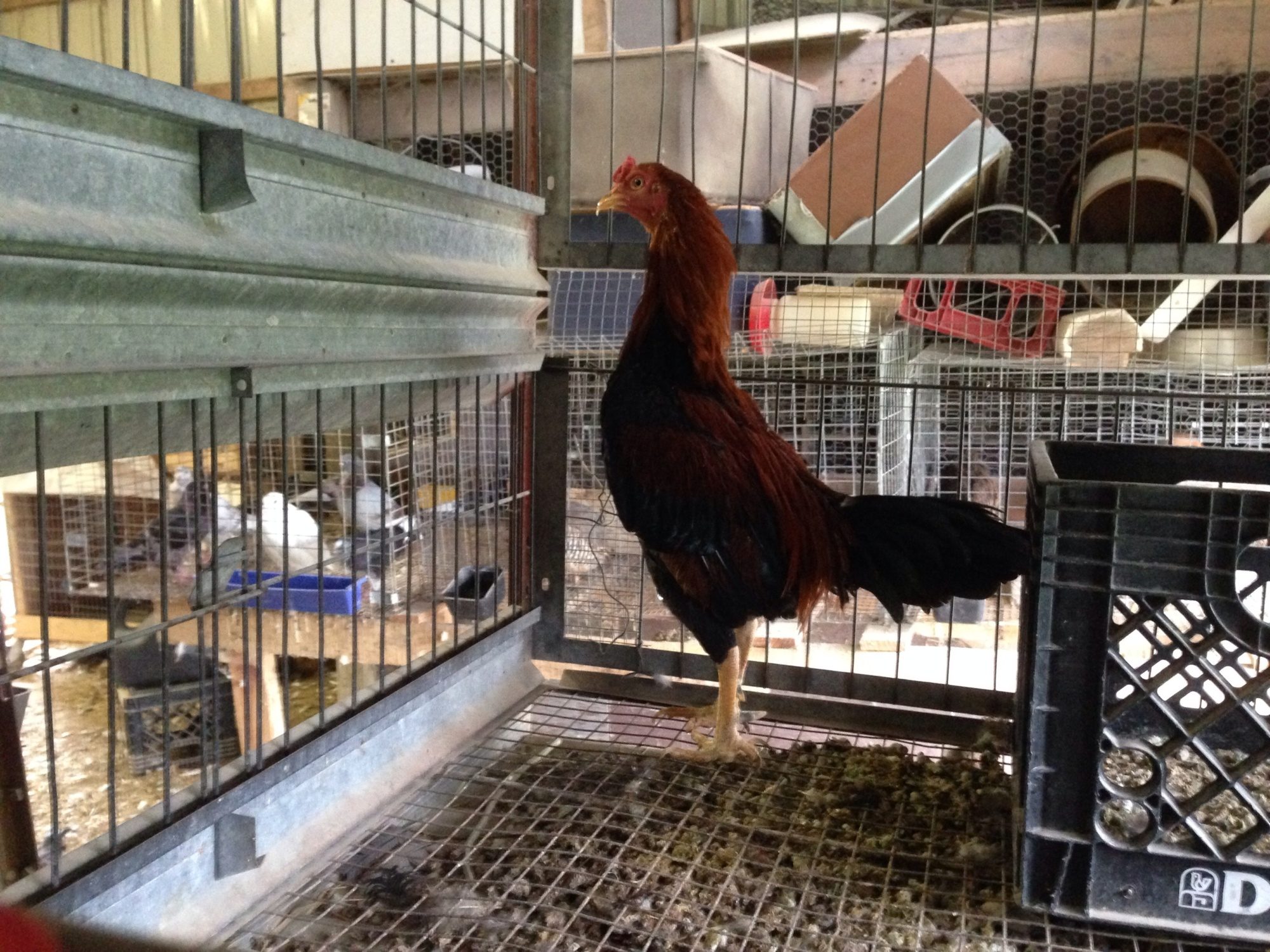 Asil, Shamo and Spanish gamefowl | BackYard Chickens - Learn How to ...