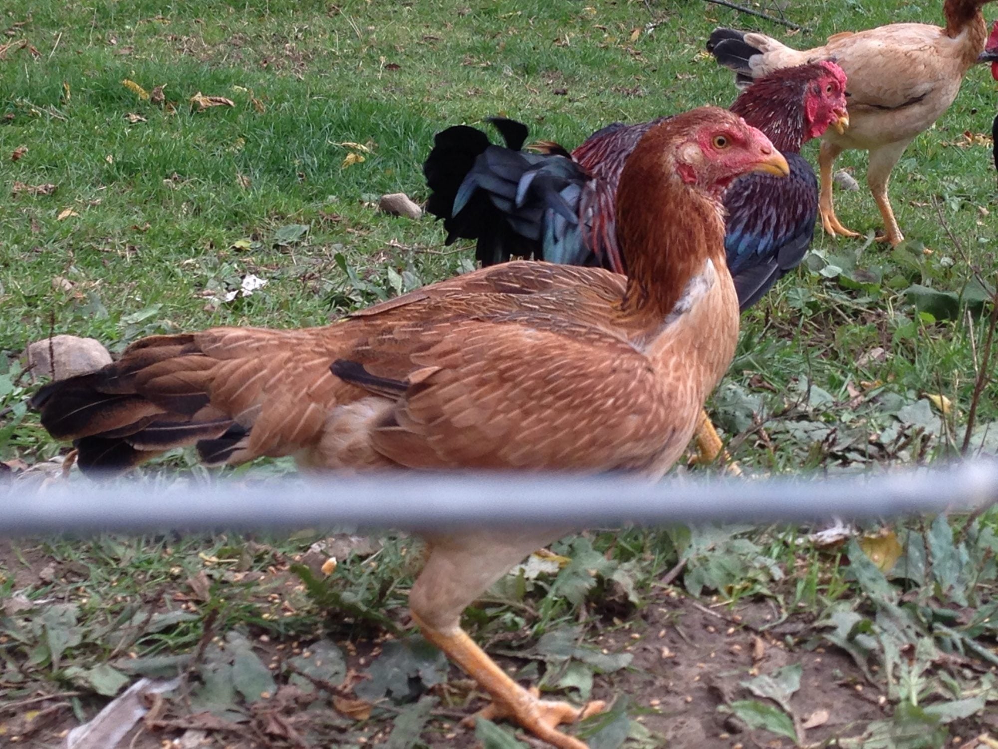 Asil, Shamo and Spanish gamefowl | BackYard Chickens - Learn How to ...