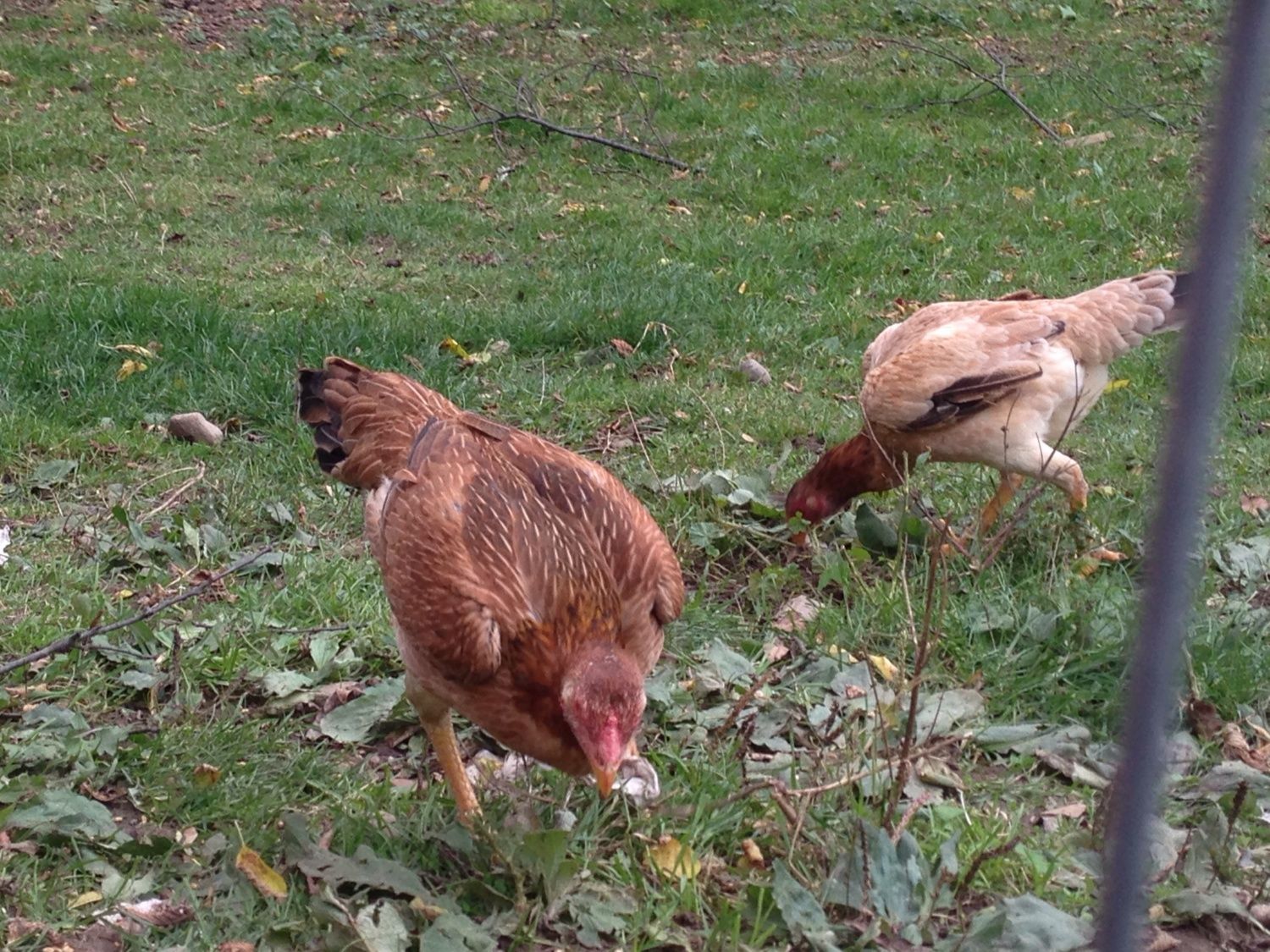 Asil, Shamo and Spanish gamefowl | BackYard Chickens - Learn How to ...