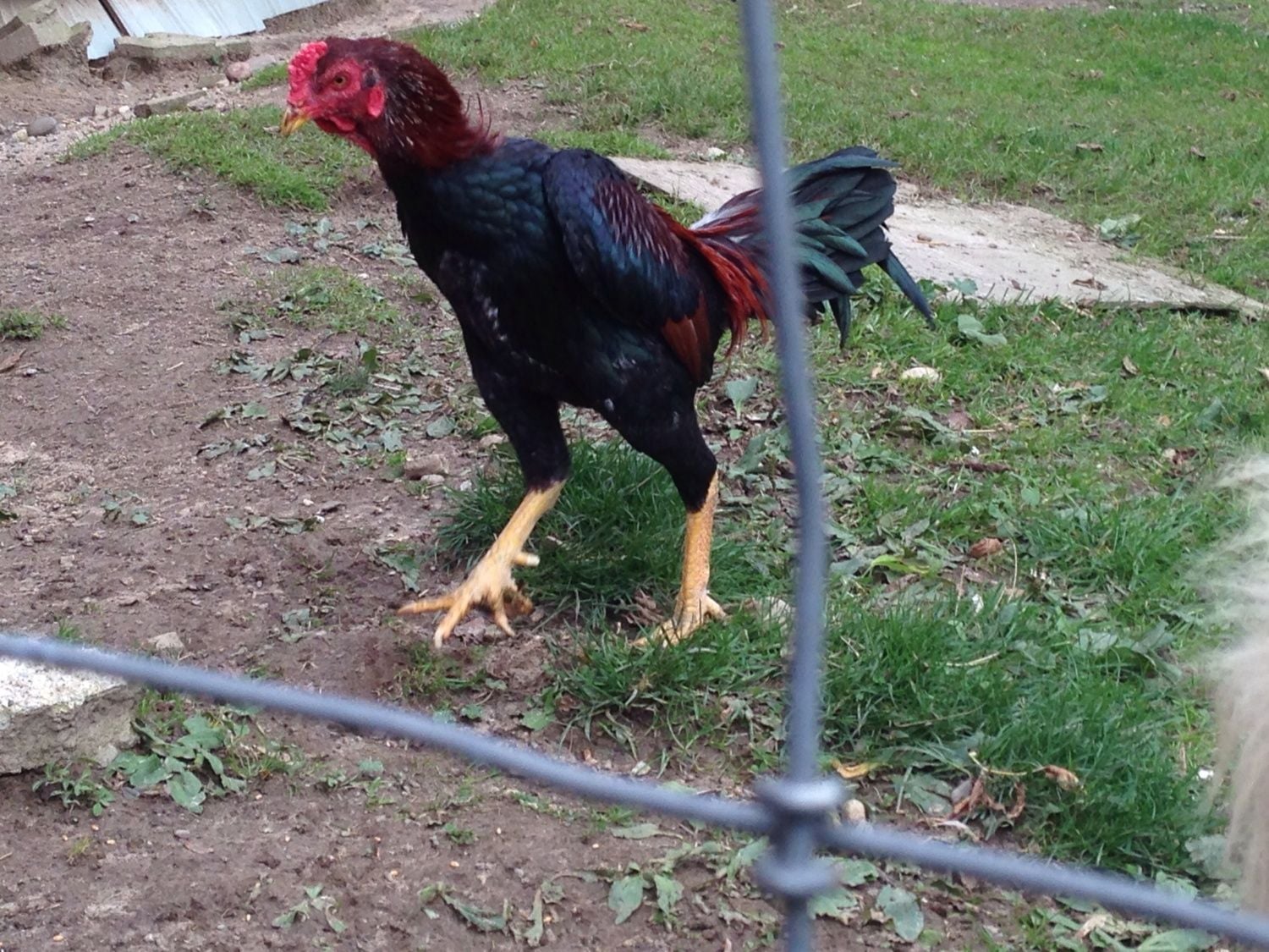 Asil, Shamo and Spanish gamefowl | BackYard Chickens - Learn How to ...