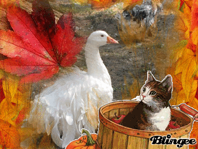 droopy wings | BackYard Chickens - Learn How to Raise Chickens