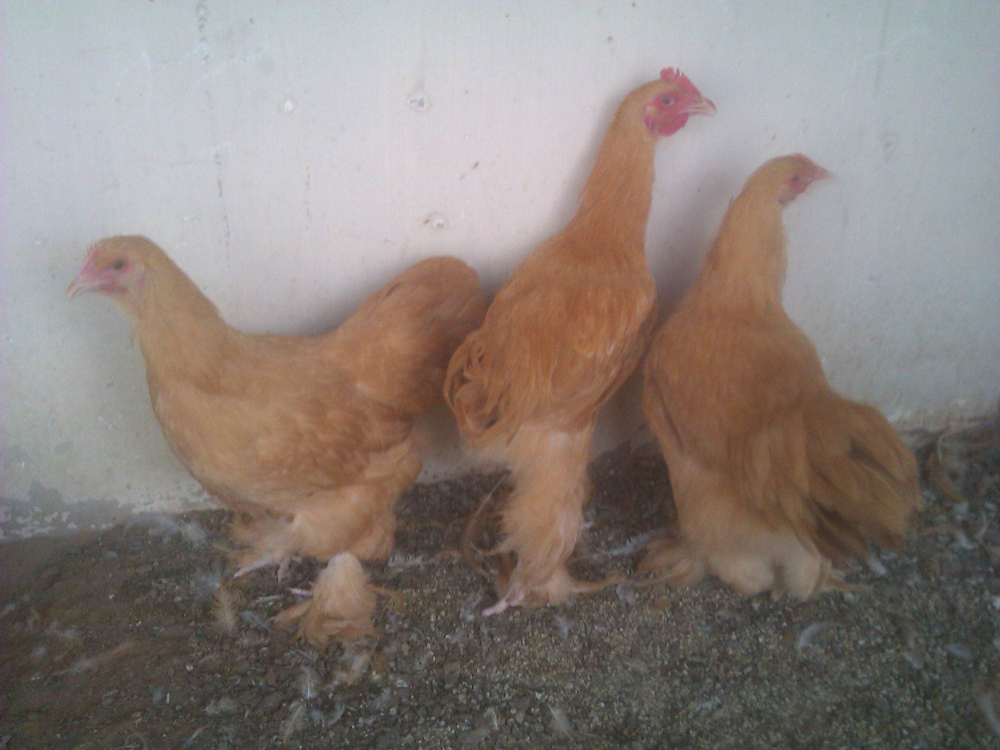 Golden Buff Chickens