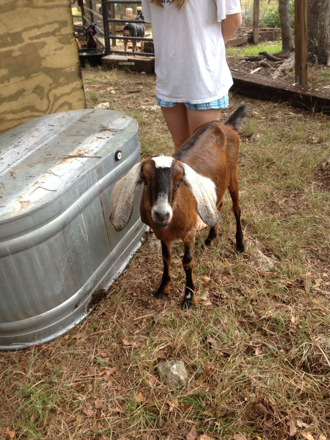 Goat too skinny? | BackYard Chickens - Learn How to Raise Chickens