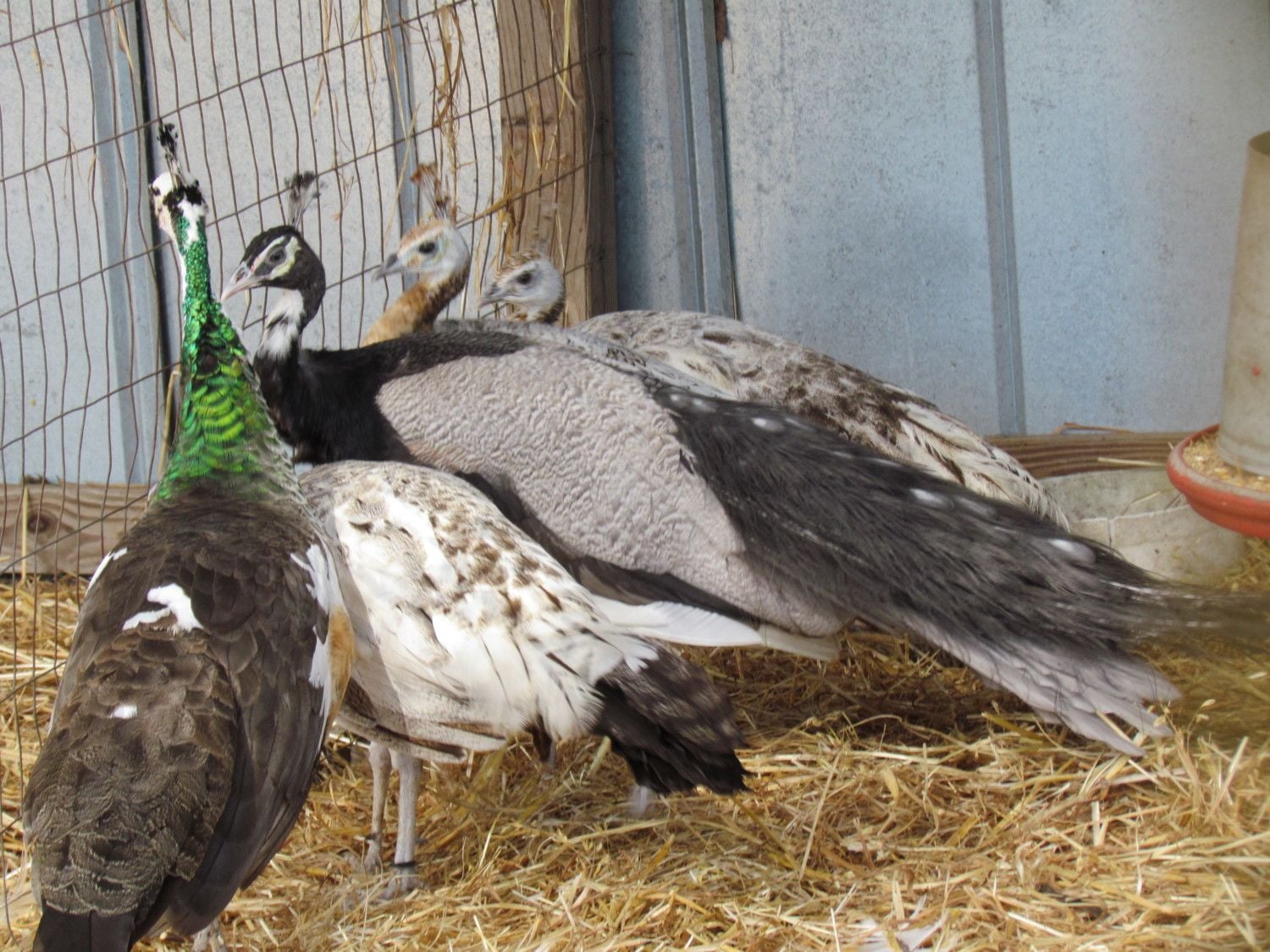 Farm Day 2013 - Peafowl photos! | Page 2 | BackYard Chickens - Learn ...