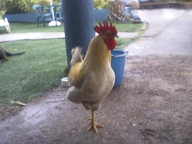 rooster likes to stand on one leg | BackYard Chickens - Learn How to ...