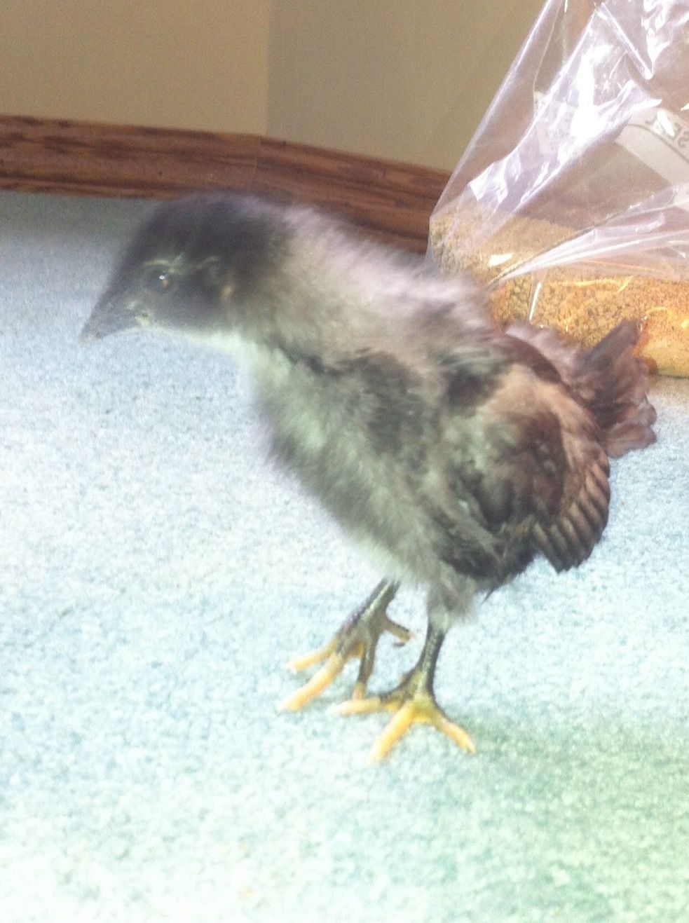 2 week old chicks! | BackYard Chickens - Learn How to Raise Chickens