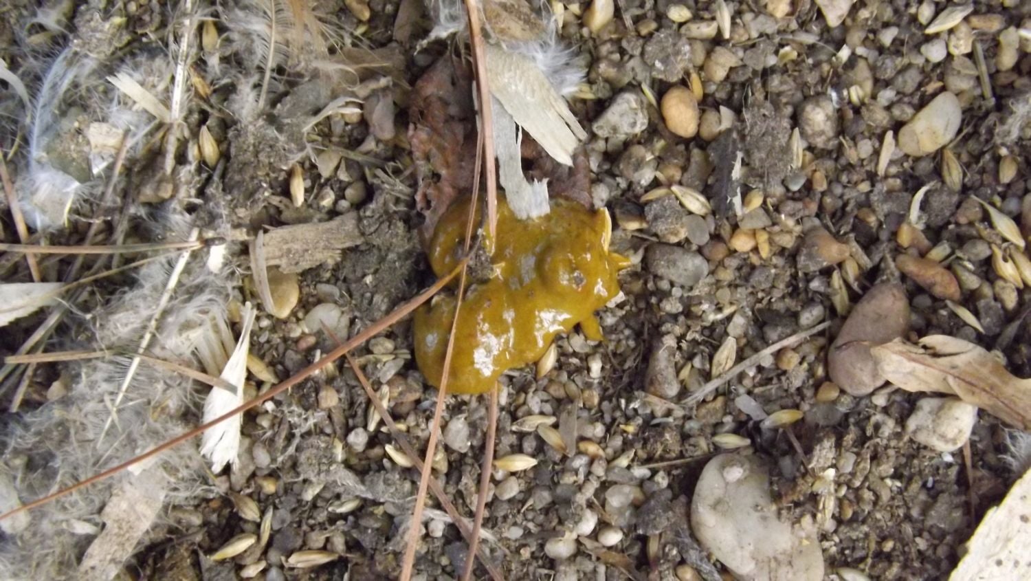 mustard to rust color poop, worried, please help