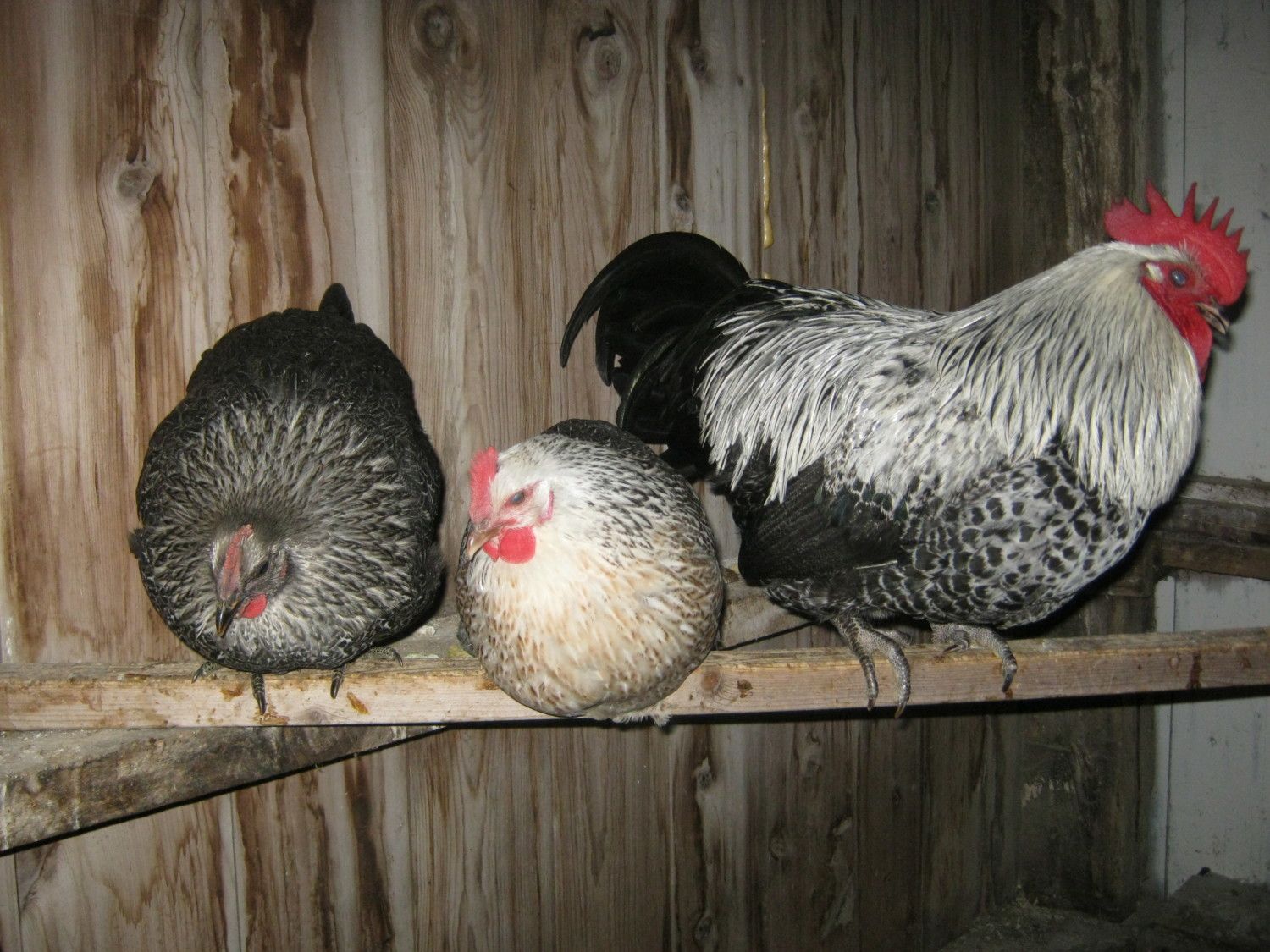 Iowa Blue Chickens - Understanding The Traditional Type | Page 12 ...
