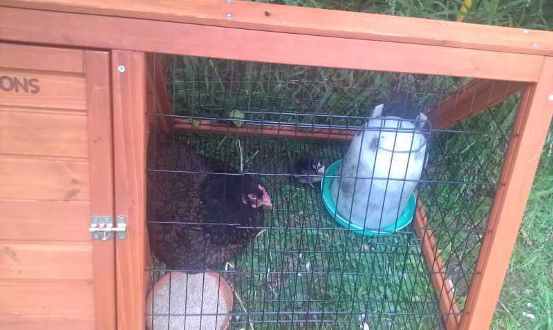 Insects on Chicks: Mites/Lice? | BackYard Chickens - Learn How to Raise ...