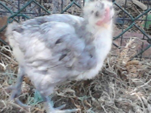 Blue Australorps | BackYard Chickens - Learn How to Raise Chickens