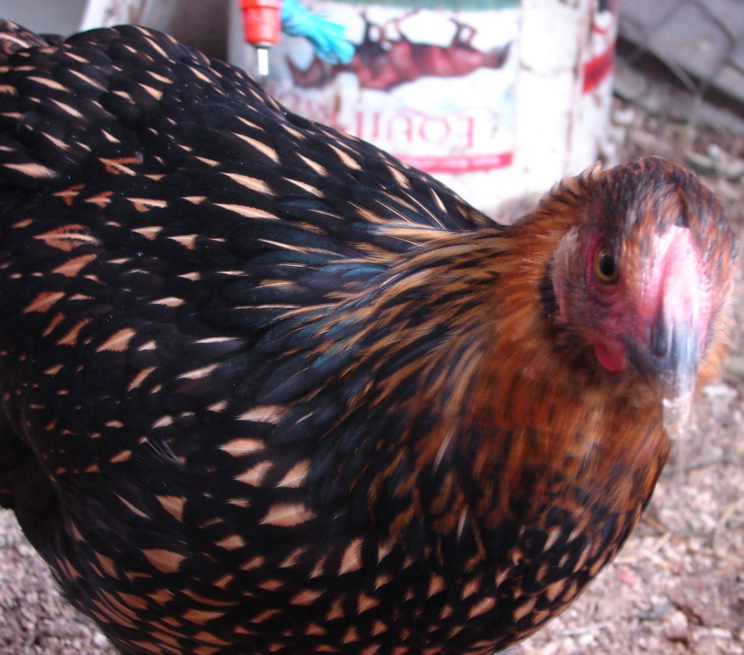 South Florida Flock | BackYard Chickens - Learn How to Raise Chickens