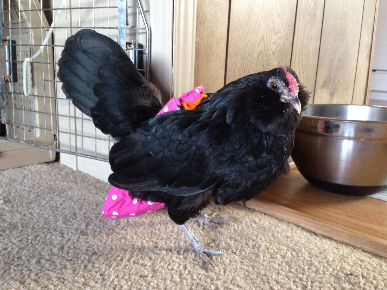 Indoor Pet Silkie | Page 2 | BackYard Chickens - Learn How to Raise ...