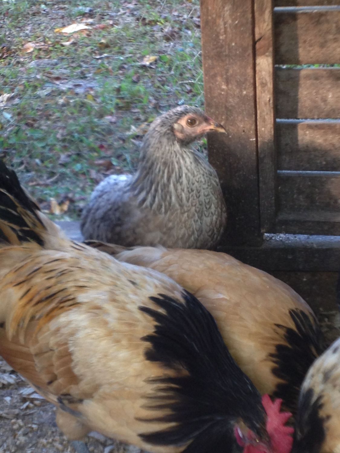 Golden Lakenvelder roo X Silver true rumpless Araucana | BackYard ...