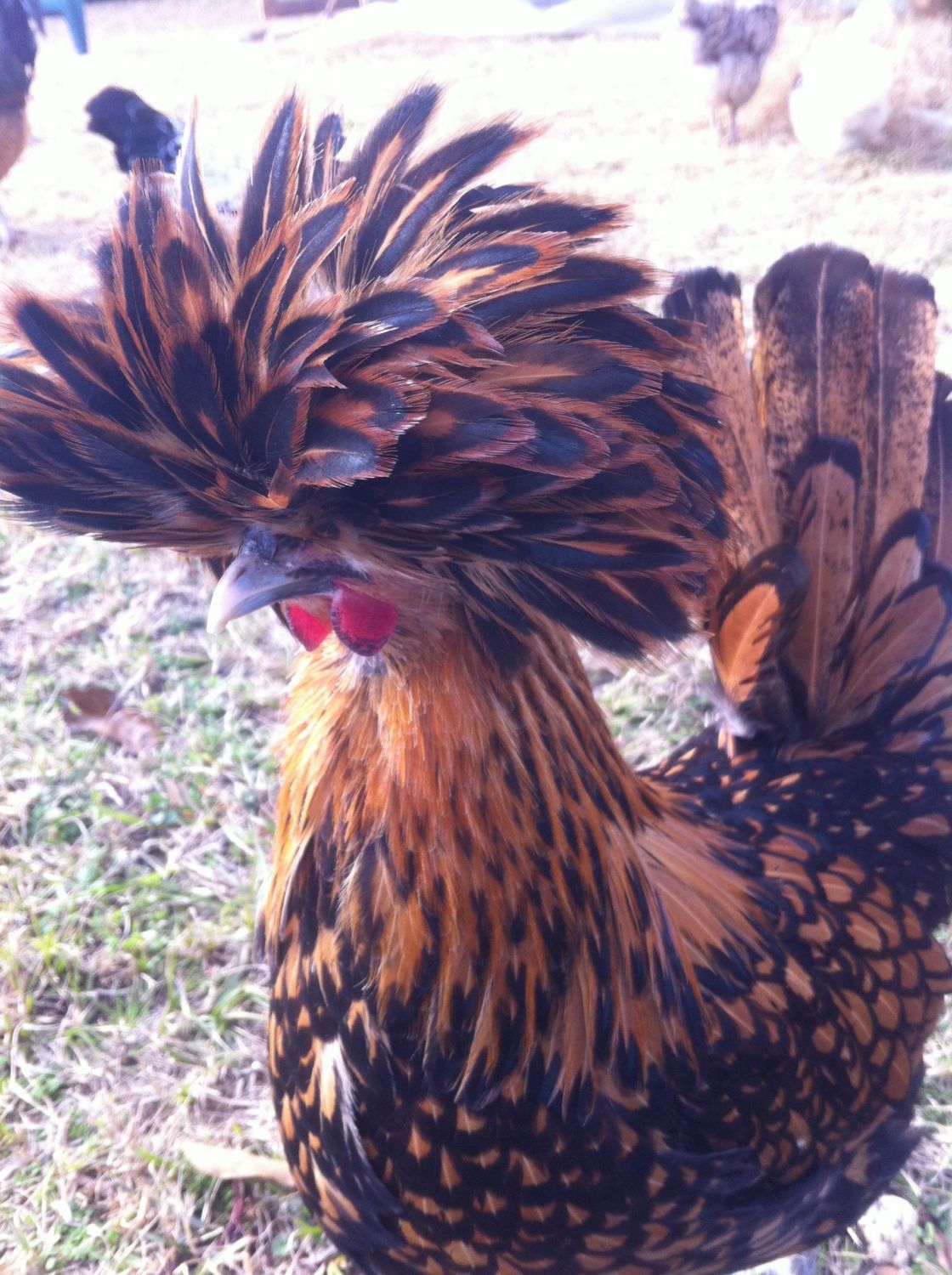 Free chick from McMurray