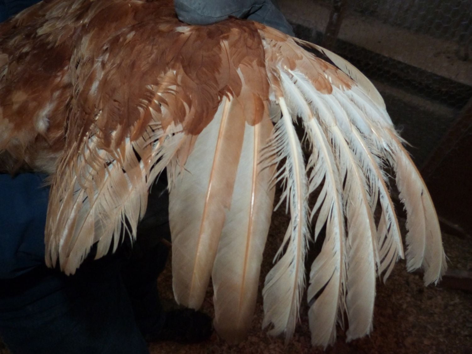 Damaged Feathers | BackYard Chickens - Learn How to Raise Chickens