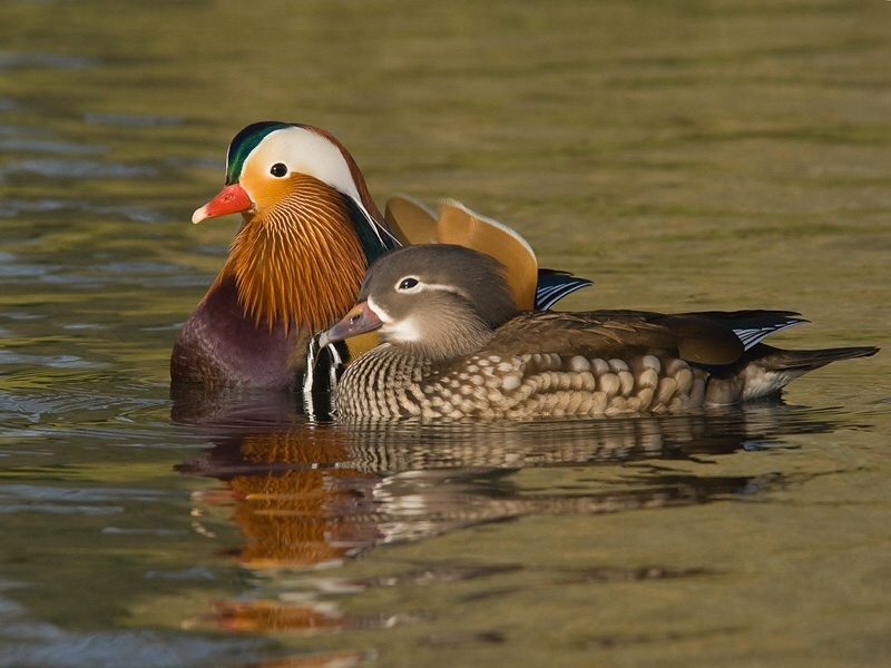 Concrete duck pond construction | BackYard Chickens - Learn How to ...