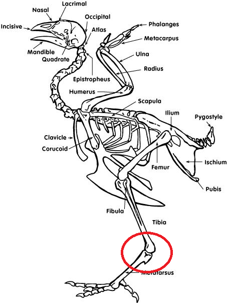 Broken/Dislocated - swollen joint | Page 2 | BackYard Chickens - Learn ...