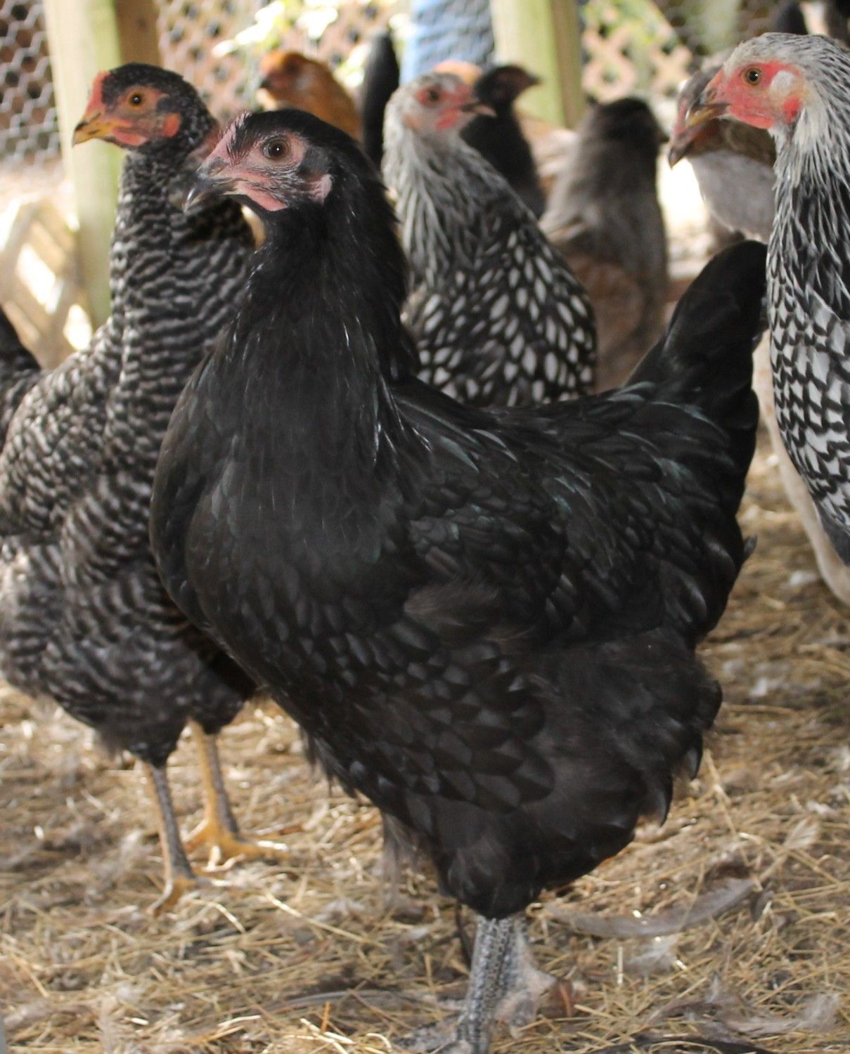 ISO chicken pictures | BackYard Chickens - Learn How to Raise Chickens