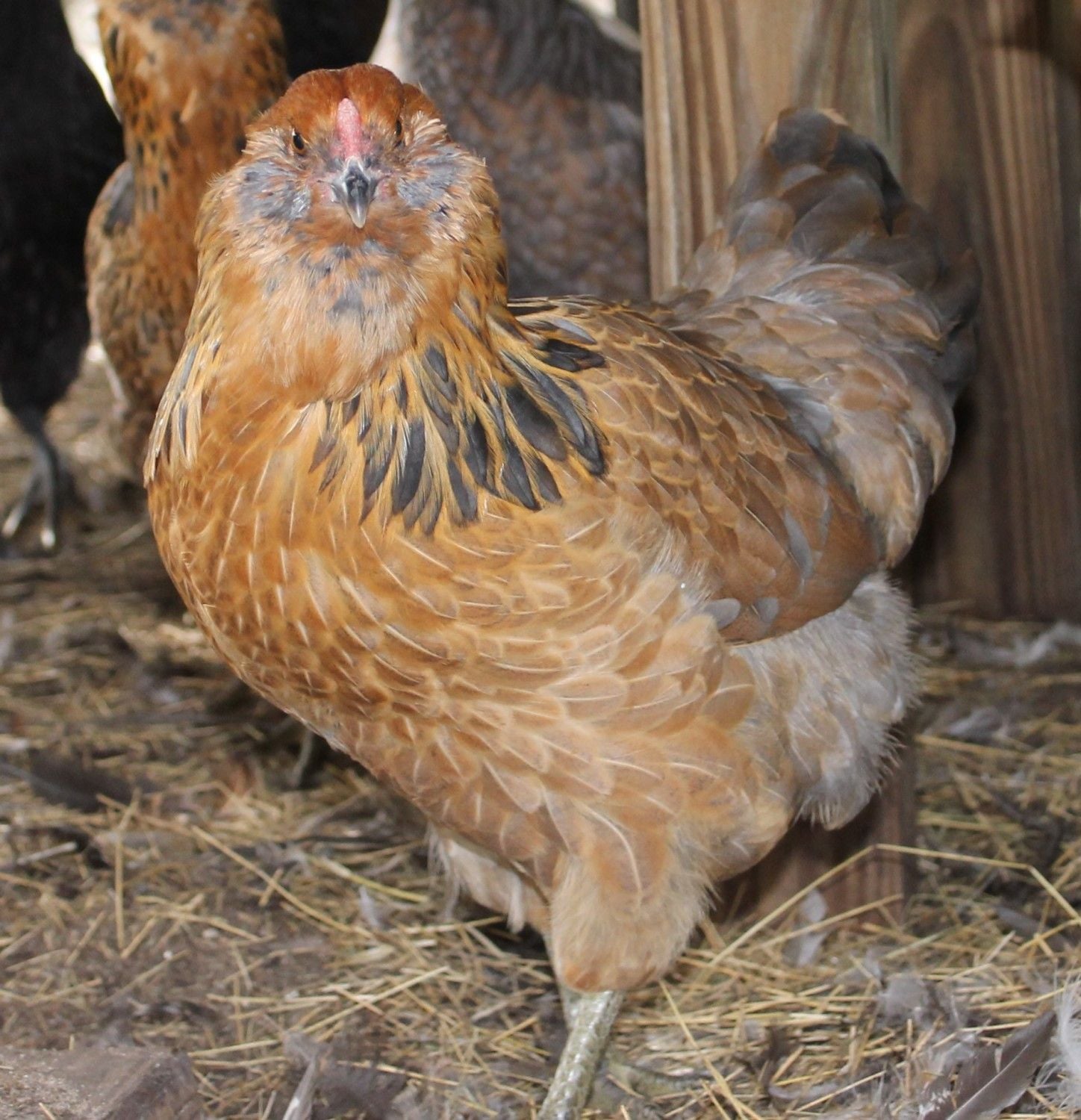 ISO chicken pictures | BackYard Chickens - Learn How to Raise Chickens