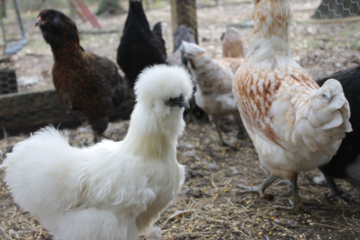 ISO chicken pictures | BackYard Chickens - Learn How to Raise Chickens