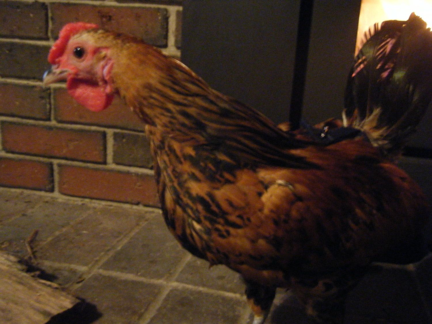 ISO chicken pictures | BackYard Chickens - Learn How to Raise Chickens