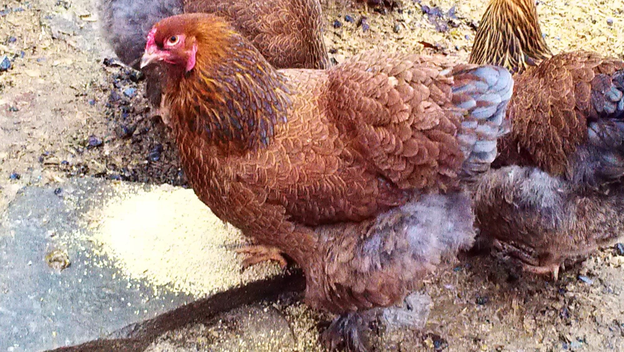 Blue Gold Splash Partridge Brahma, Crested Cream Legbar, White Faced ...