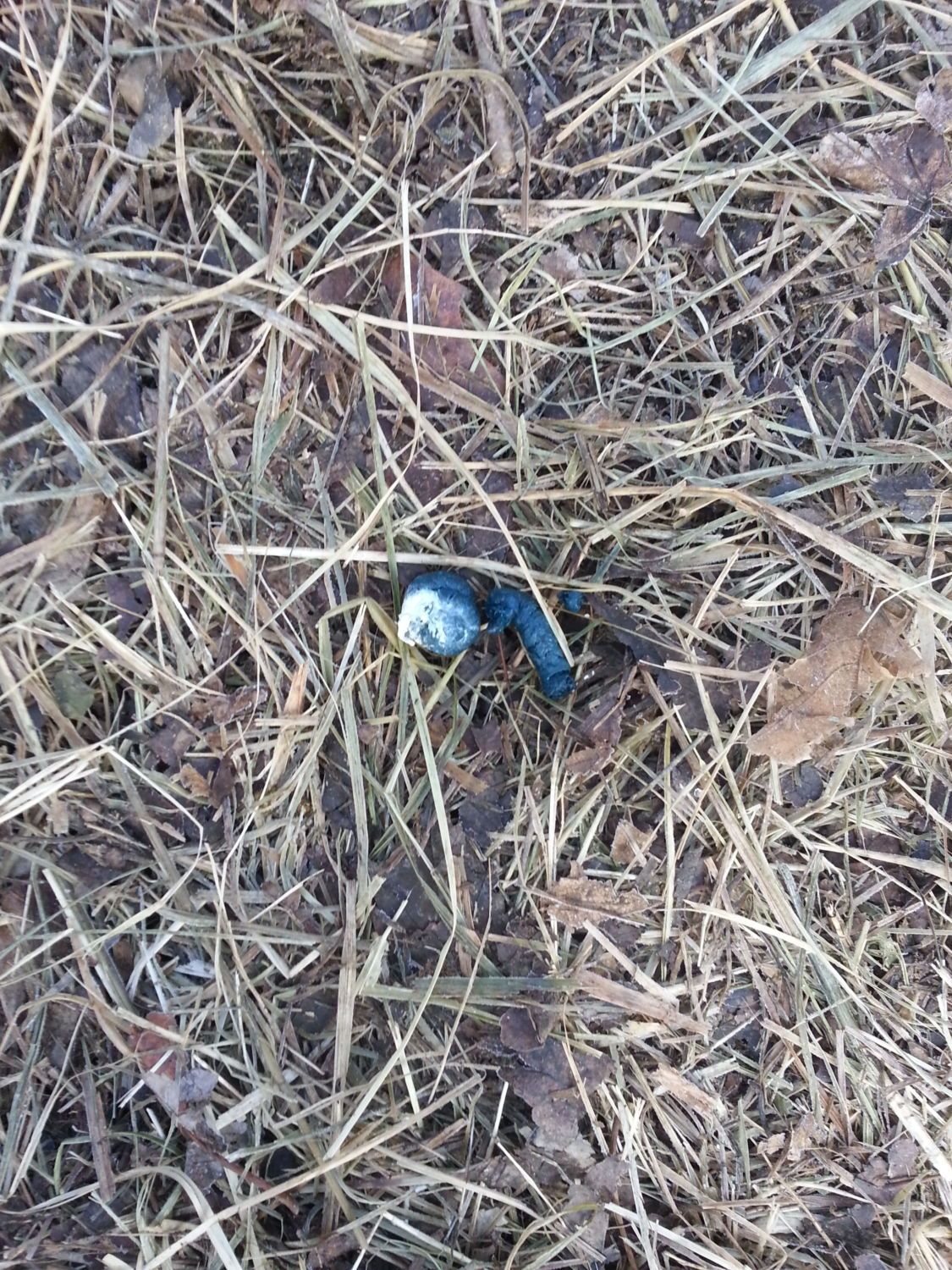 bright blue green poop | Page 2 | BackYard Chickens - Learn How to ...