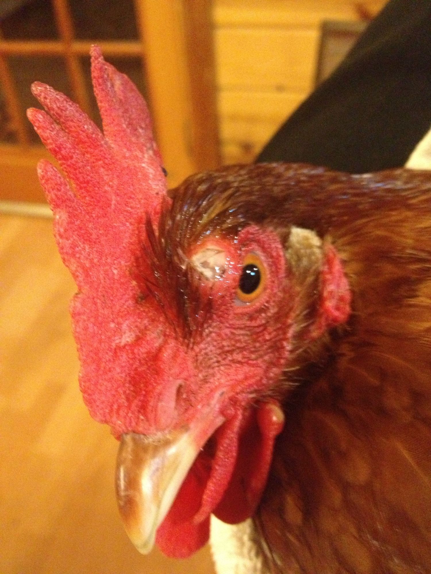 Abscess, pock, sinuses or pecking injury?? | BackYard Chickens - Learn ...