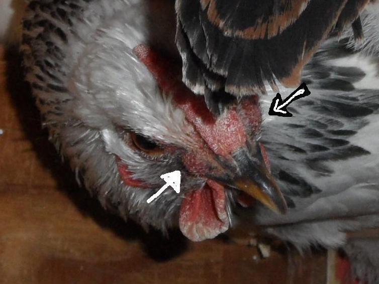 Please help: look at photos! Hen sinus or facial swelling? | BackYard ...