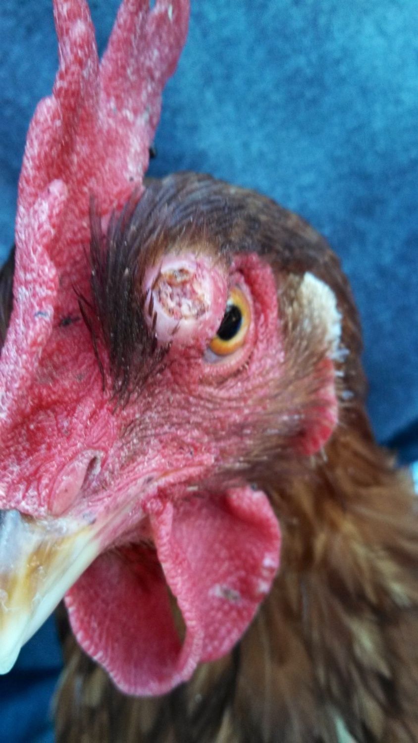 Abscess, pock, sinuses or pecking injury?? | Page 2 | BackYard Chickens ...