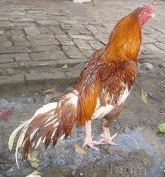 Some Aseel (اصیل) Roosters in Pakistan