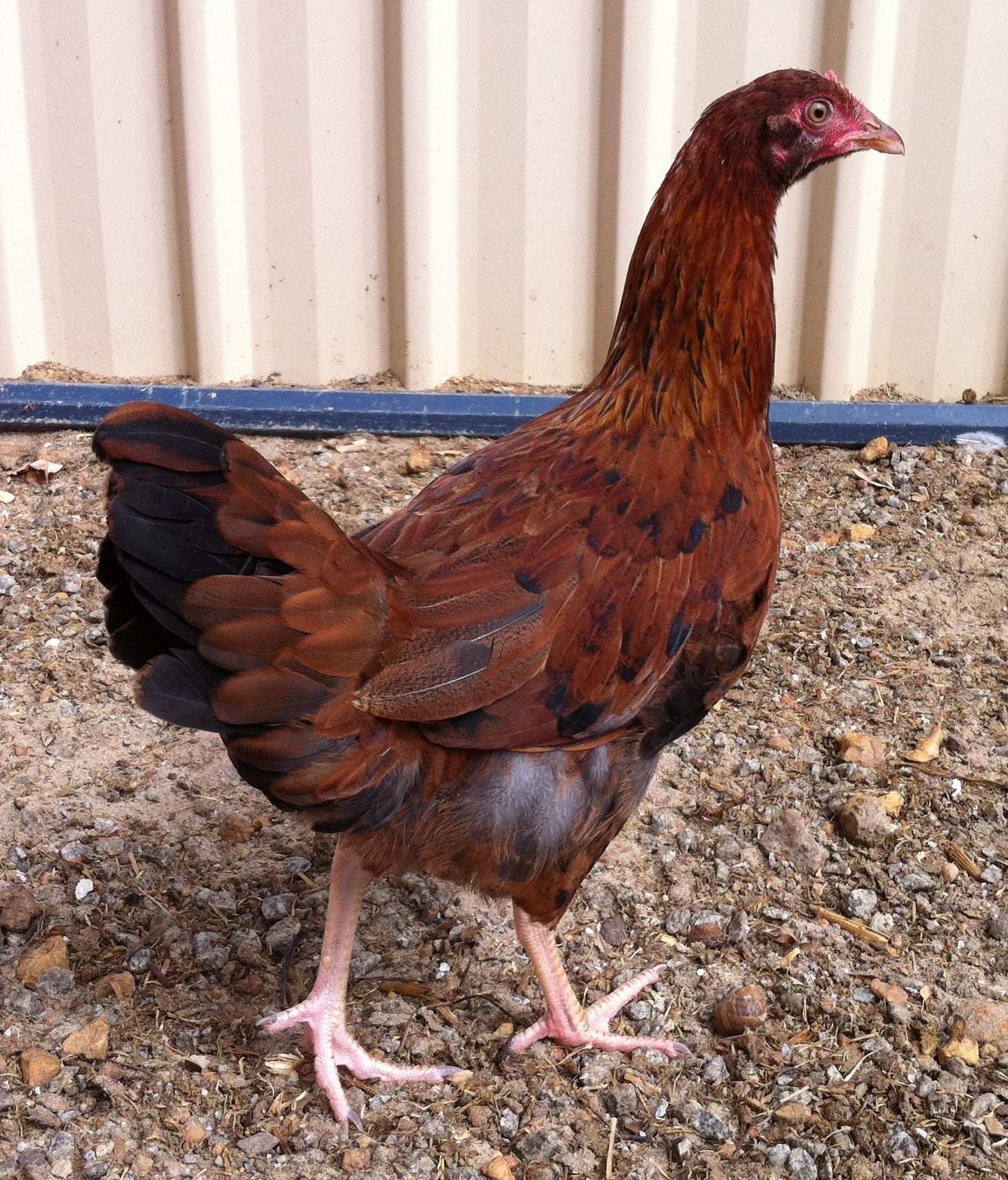 RIR? Hen or Roo? | BackYard Chickens - Learn How to Raise Chickens