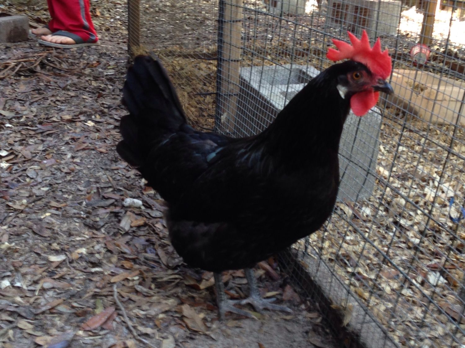 Black Pullet identification help | BackYard Chickens - Learn How to ...