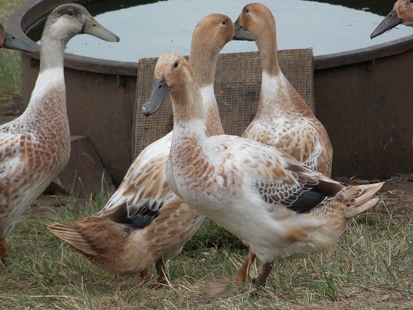 Welsh Harlequins ? | BackYard Chickens - Learn How to Raise Chickens