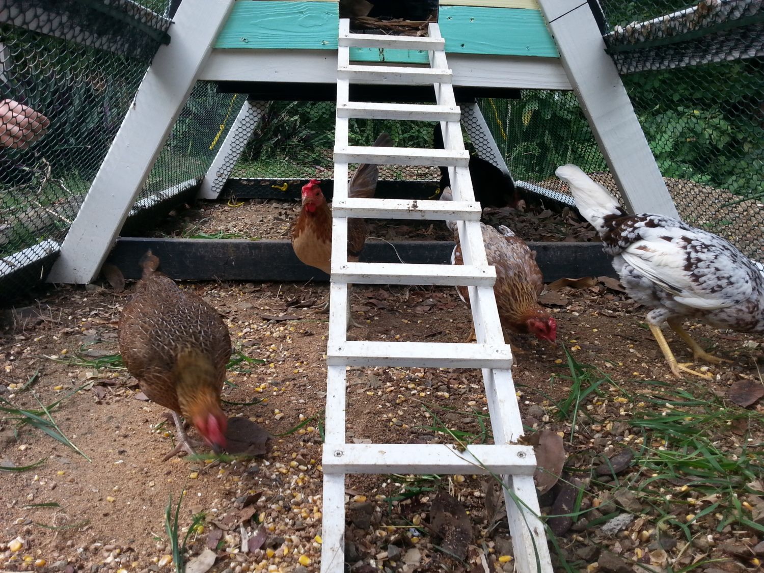 Chickens in St. Croix, U.S. Virgin Islands | BackYard Chickens - Learn ...