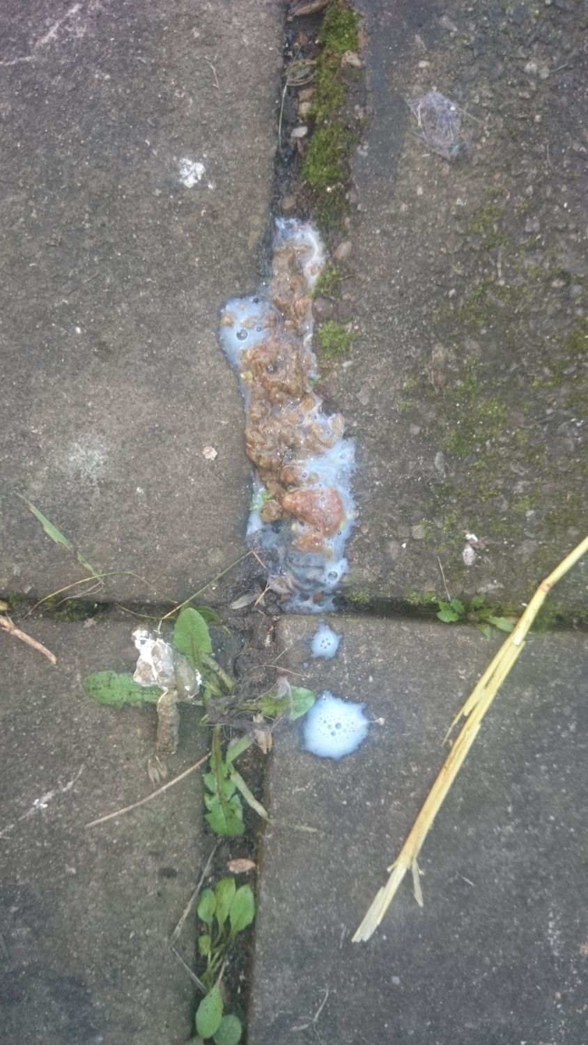 Is this milky white poop normal? | BackYard Chickens - Learn How to ...