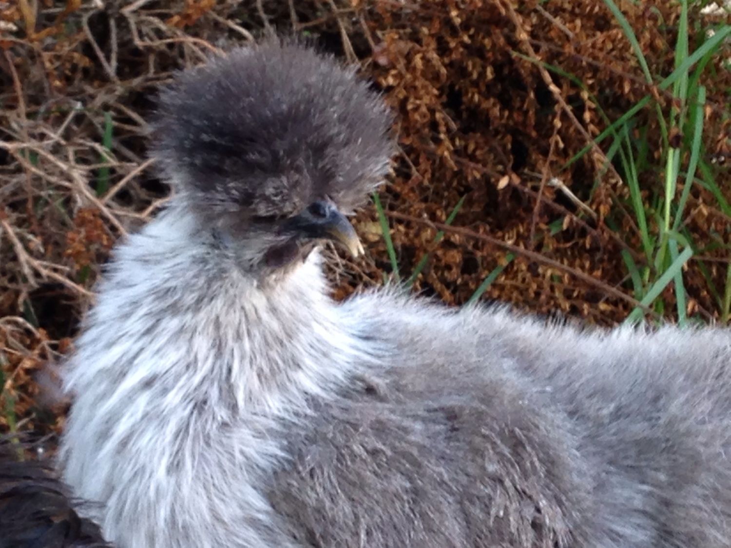 Split beak | BackYard Chickens - Learn How to Raise Chickens