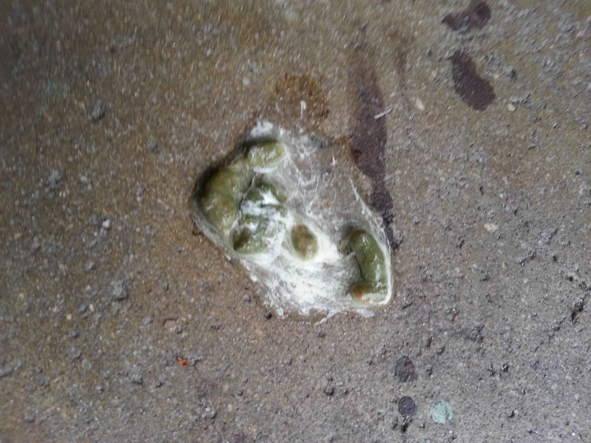 What is wrong with my Silk ie Cockerel? **Poop pics inc*** | BackYard ...