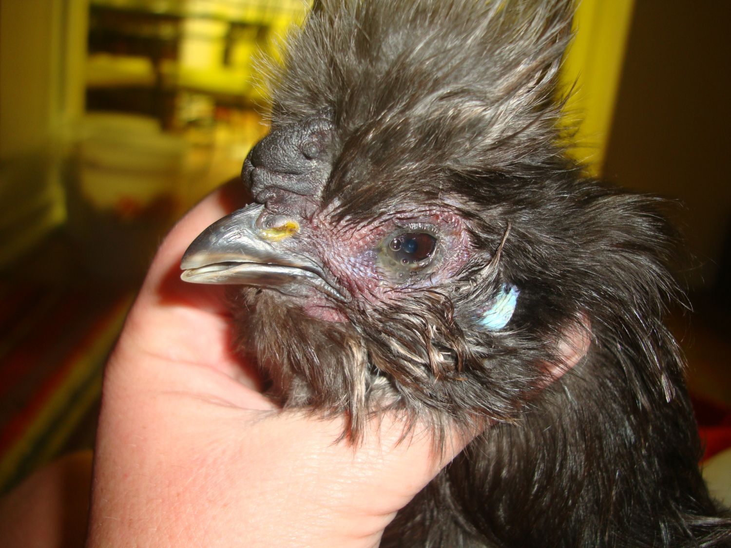 Stinky eye and nasal discharge Mycoplasma gallisepticum? | BackYard ...