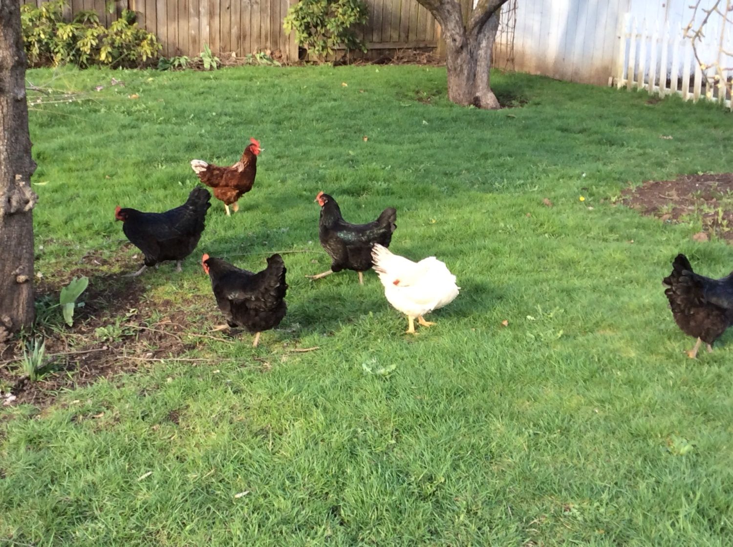 Red Sex Link Hen Or Roo Backyard Chickens Learn How To Raise Chickens