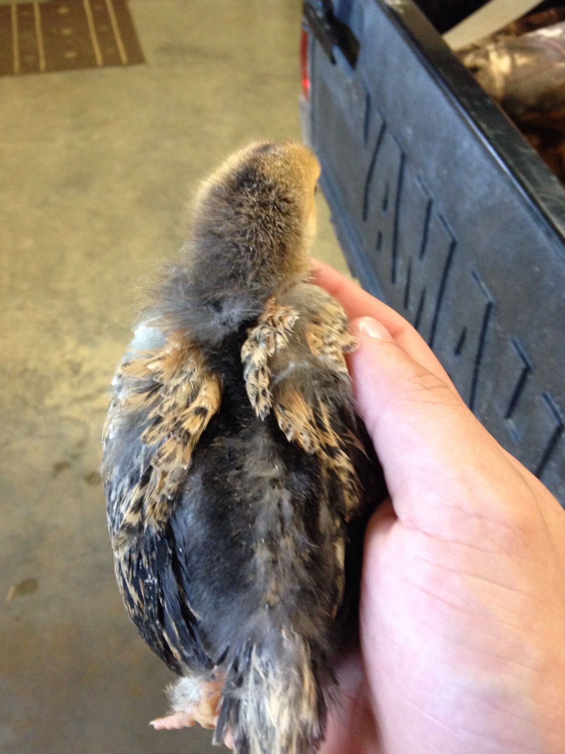 Brahma chicks male or female? | BackYard Chickens - Learn How to Raise ...